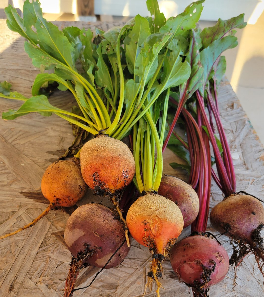 This Week in Gardening & Nature – The Great State of St. Louis