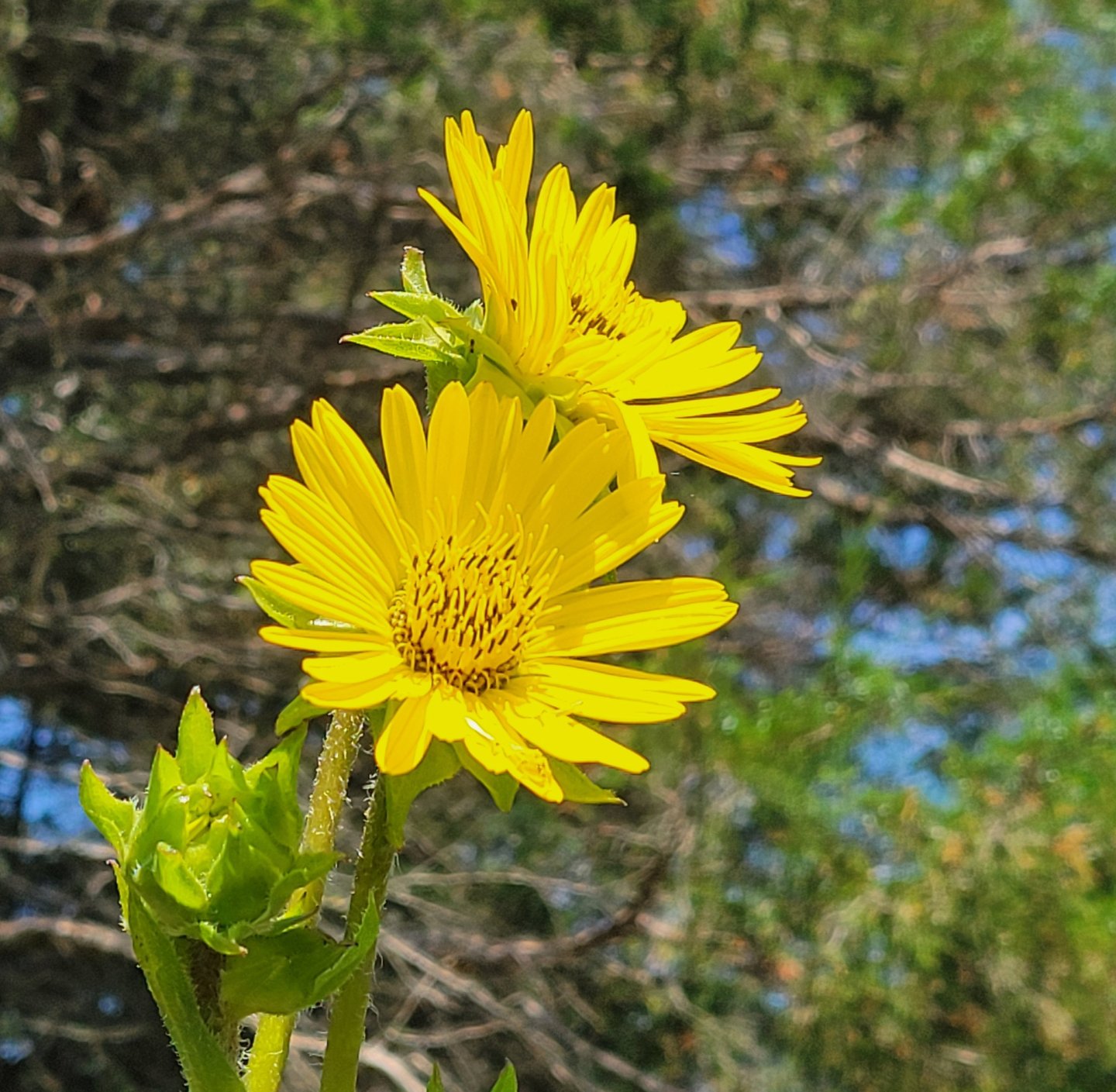 This Week in Gardening & Nature – The Great State of St. Louis