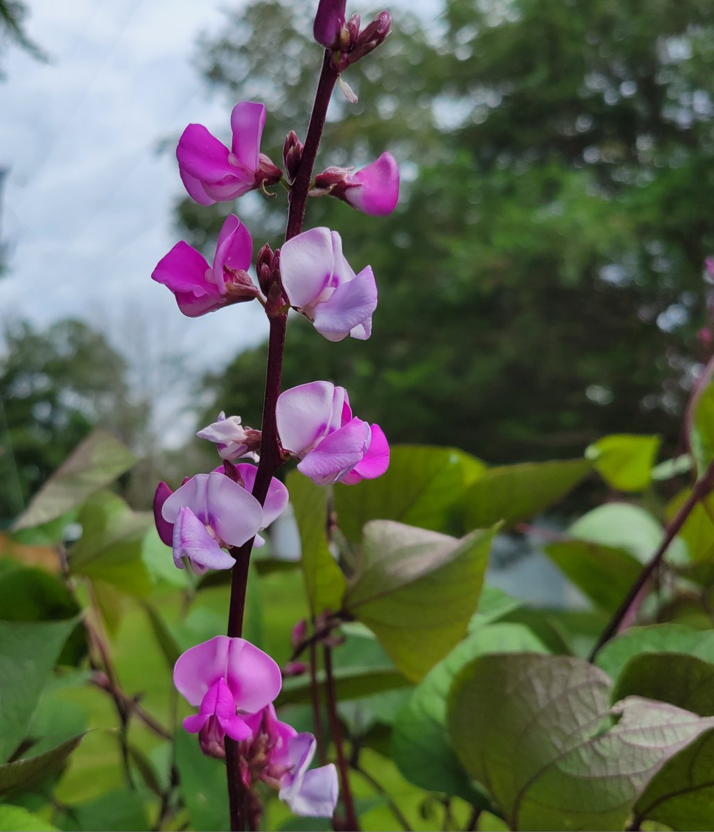 This Week in Gardening and Nature – The Great State of St. Louis