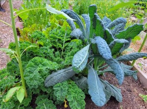 This Week in Gardening & Nature – The Great State of St. Louis